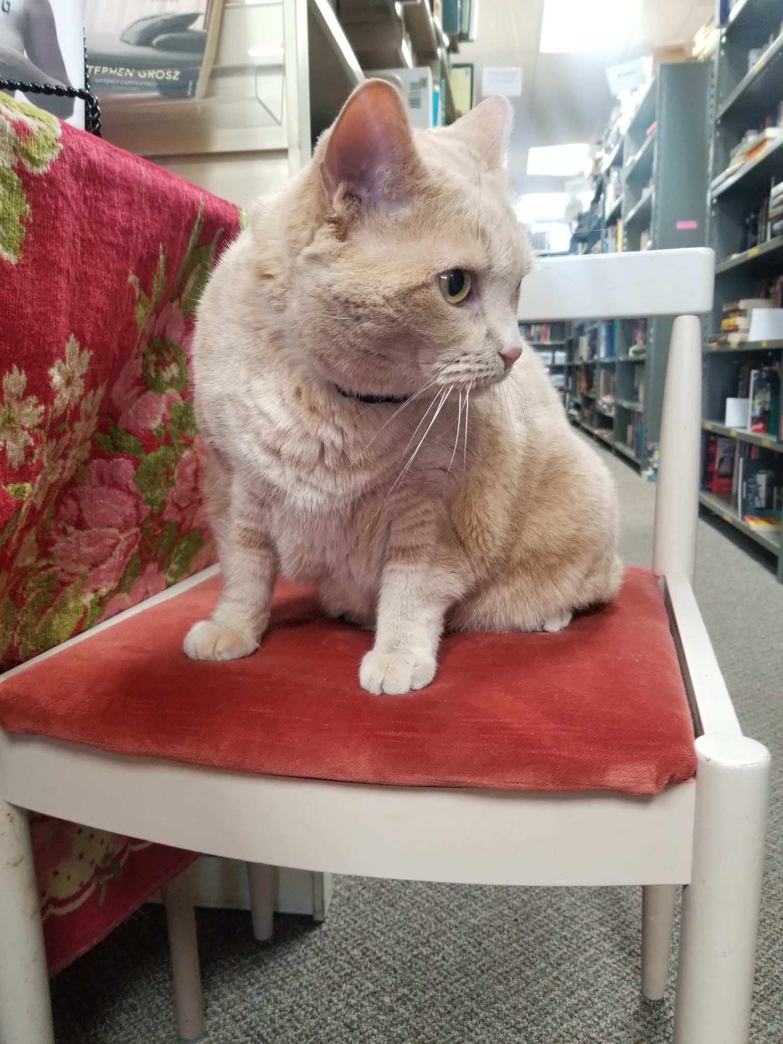Modern Improvements – Westgate Books!